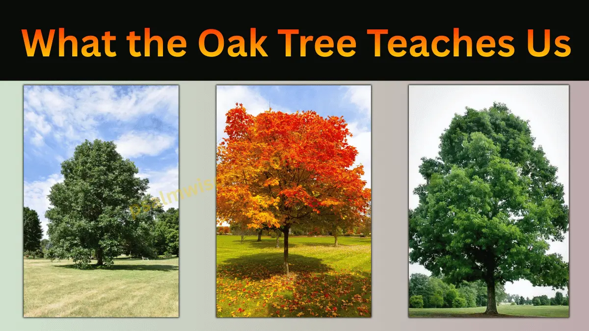 The Surprising Biblical Meaning Behind The Oak Tree
